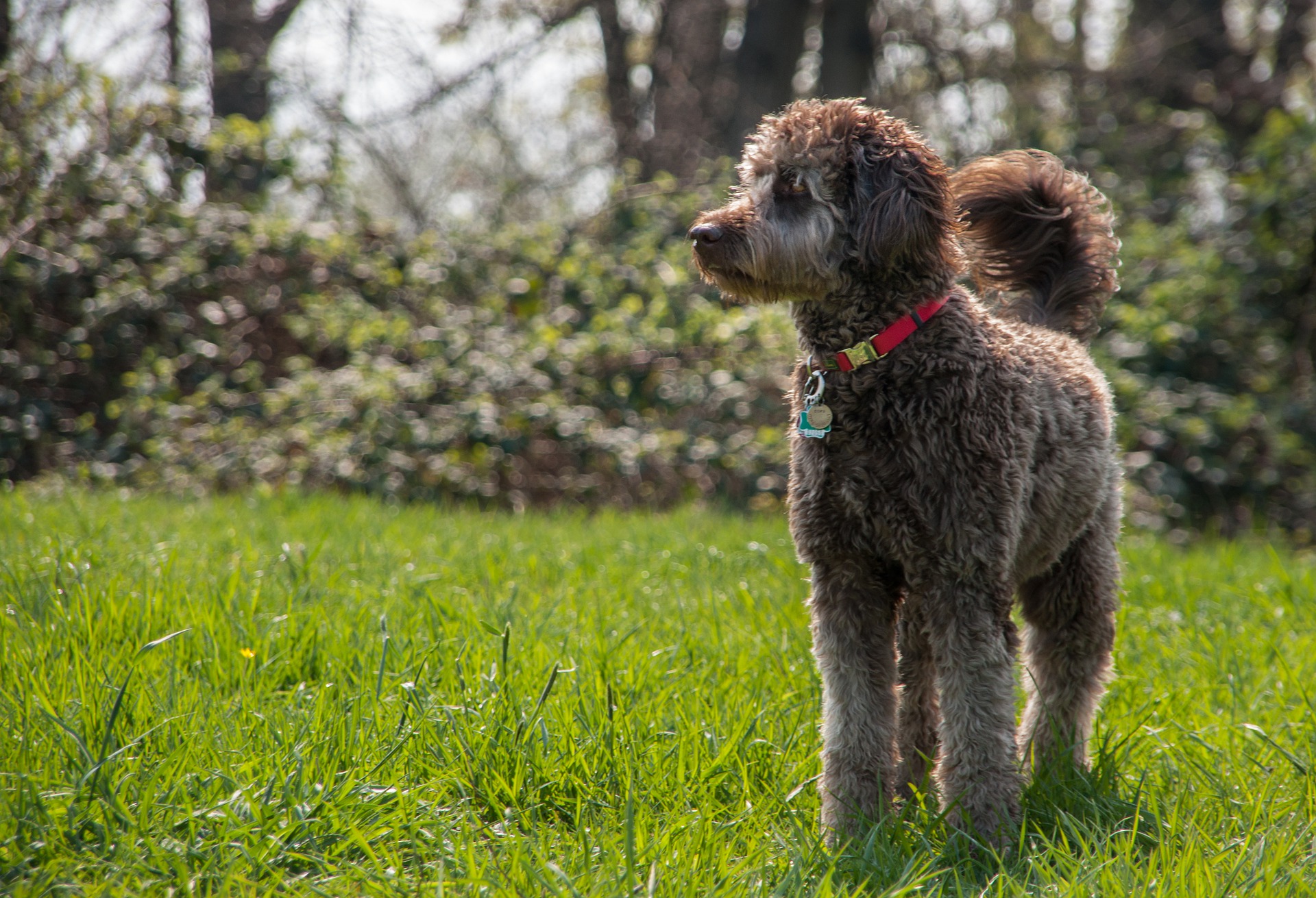 Labradoodle - hoe ziet een miniatuurhond van dit ras eruit? | zoofera.nl