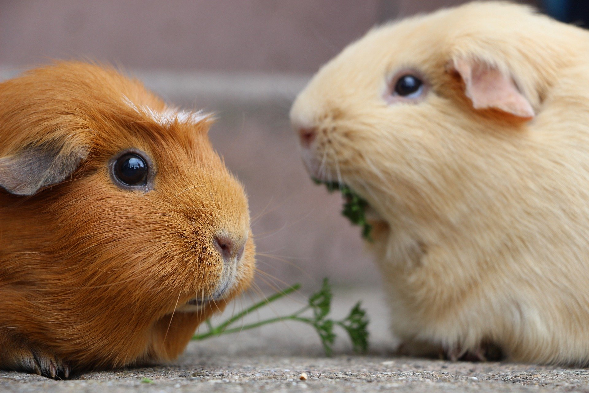 Wat eet cavia's? Wat moet je weten over zijn voeding? | zoofera.nl