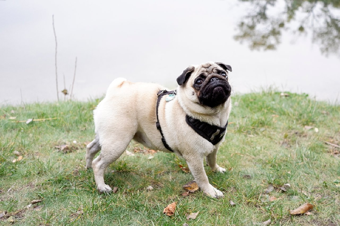 Mops Hond - Karakter, Verzorging, Puppy | zoofera.nl
